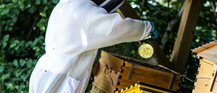 First Honey Harvest for Jaguar Land Rover's Busy Bees - Just British
